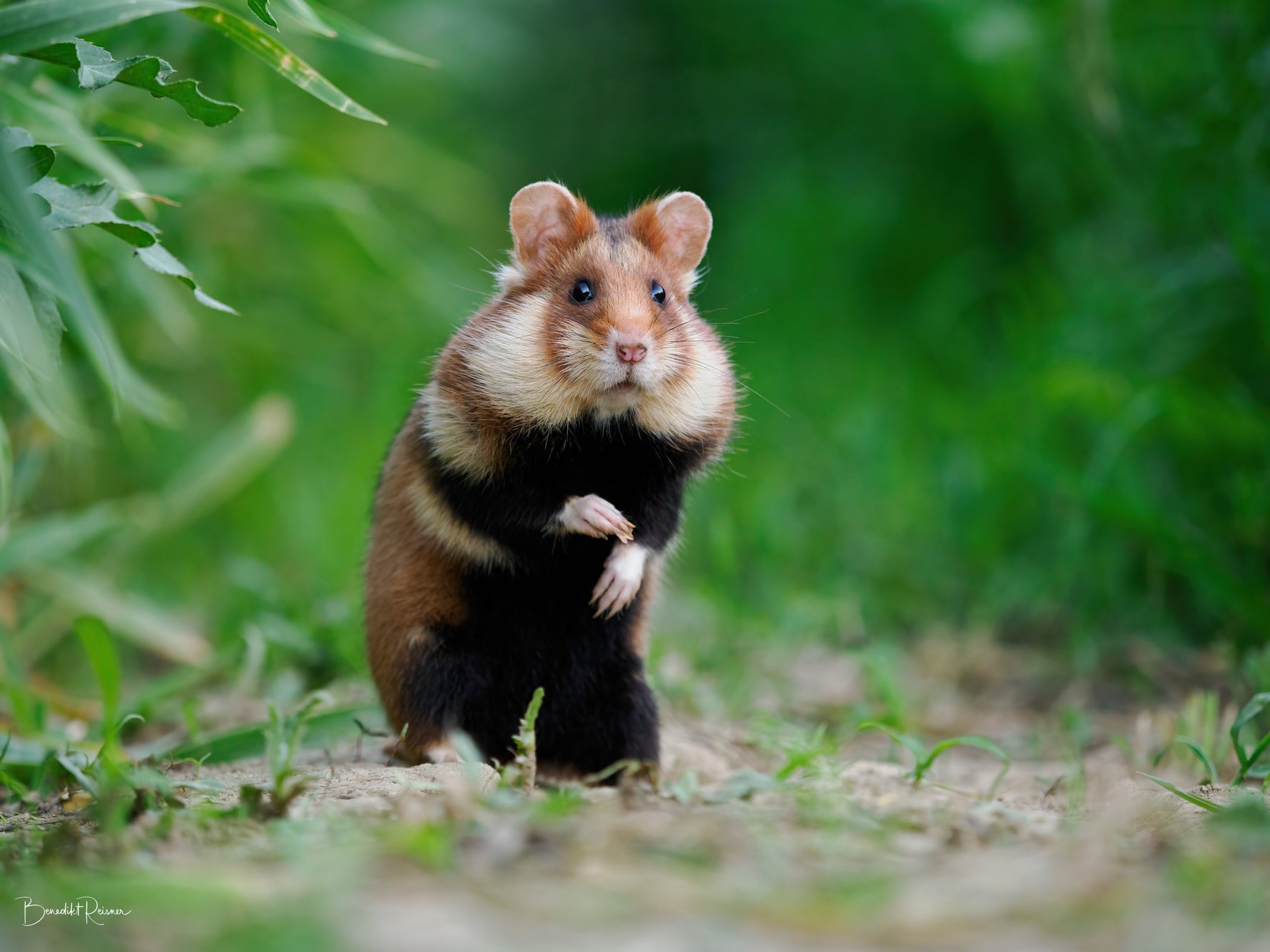 Hamster in the Wild: How Nature Inspires Better Pet Care – MoonyPaw