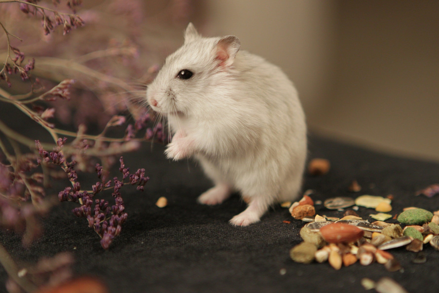 Hamster Sprays: The Natural Treat Every Hamster Needs | MoonyPaw