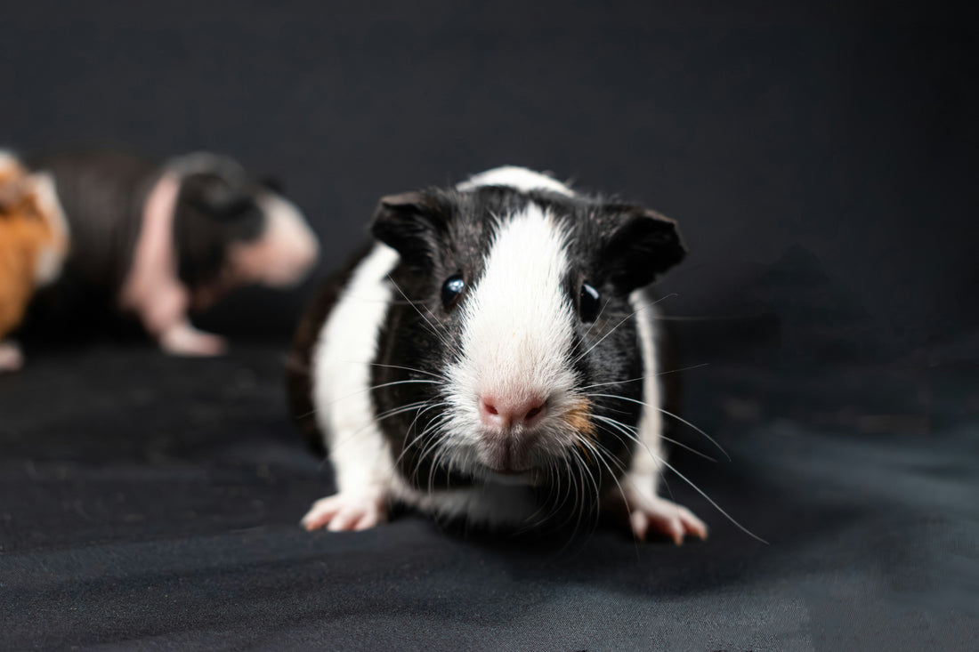 Healthy Treats for Guinea Pigs | Natural, Safe & Enriching Options ...