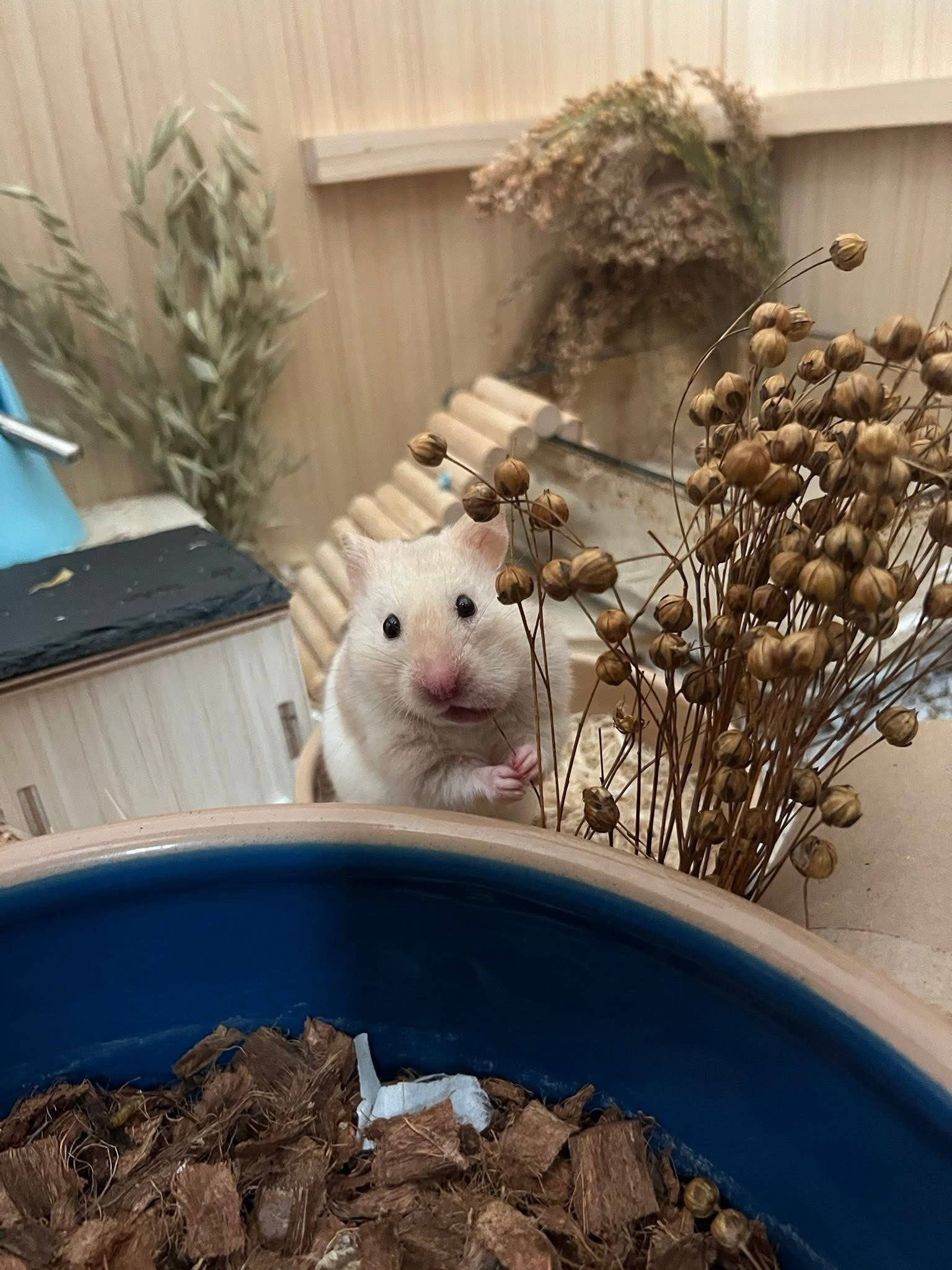 Organic Dried Sprays, Treats, Chews, Forage for Hamsters – MoonyPaw